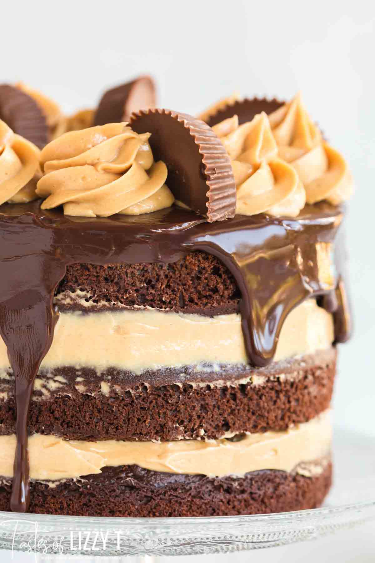 Chocolate Peanut Butter Cup Cake Recipe Tastes Of Lizzy T
